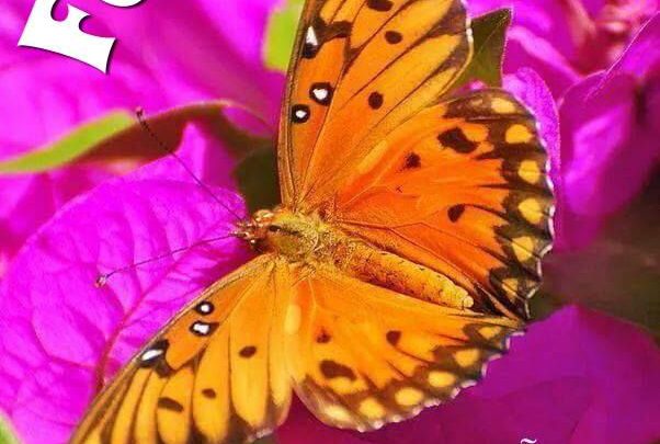 Buenos Dias Buenas Tardes Buenas Noches Para Whatsapp Celular ...