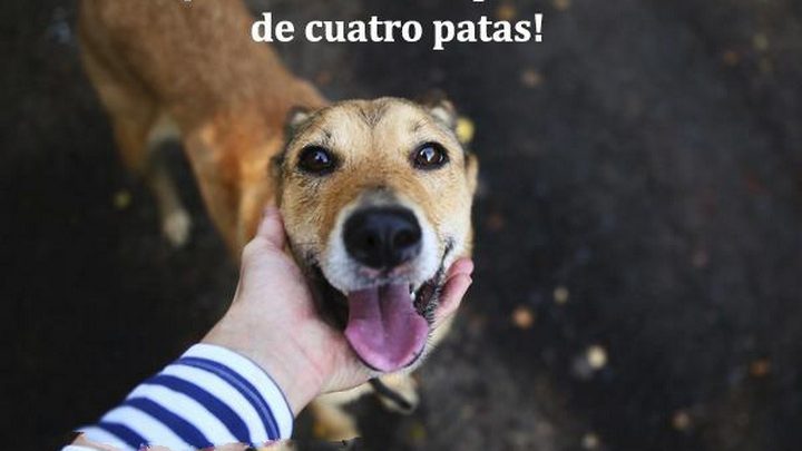 El Amor Es Una Palabra De Cuatro Patas frases bonitas – Imágenes de bonitas para descargar gratis