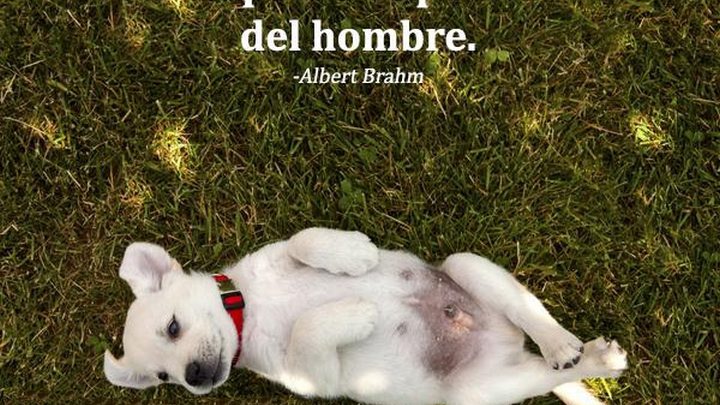 El Perro Es Parte Del Hombre frases bonitas – Imágenes de bonitas para ...